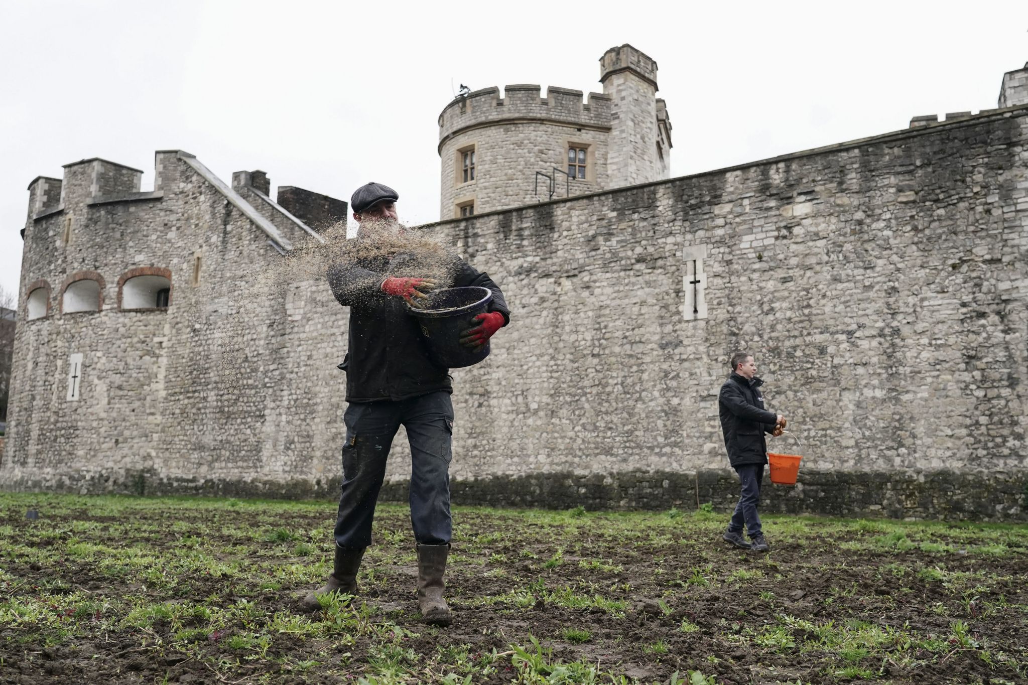 Tower of London: Shire horses prepare moat for bloom - BBC News
