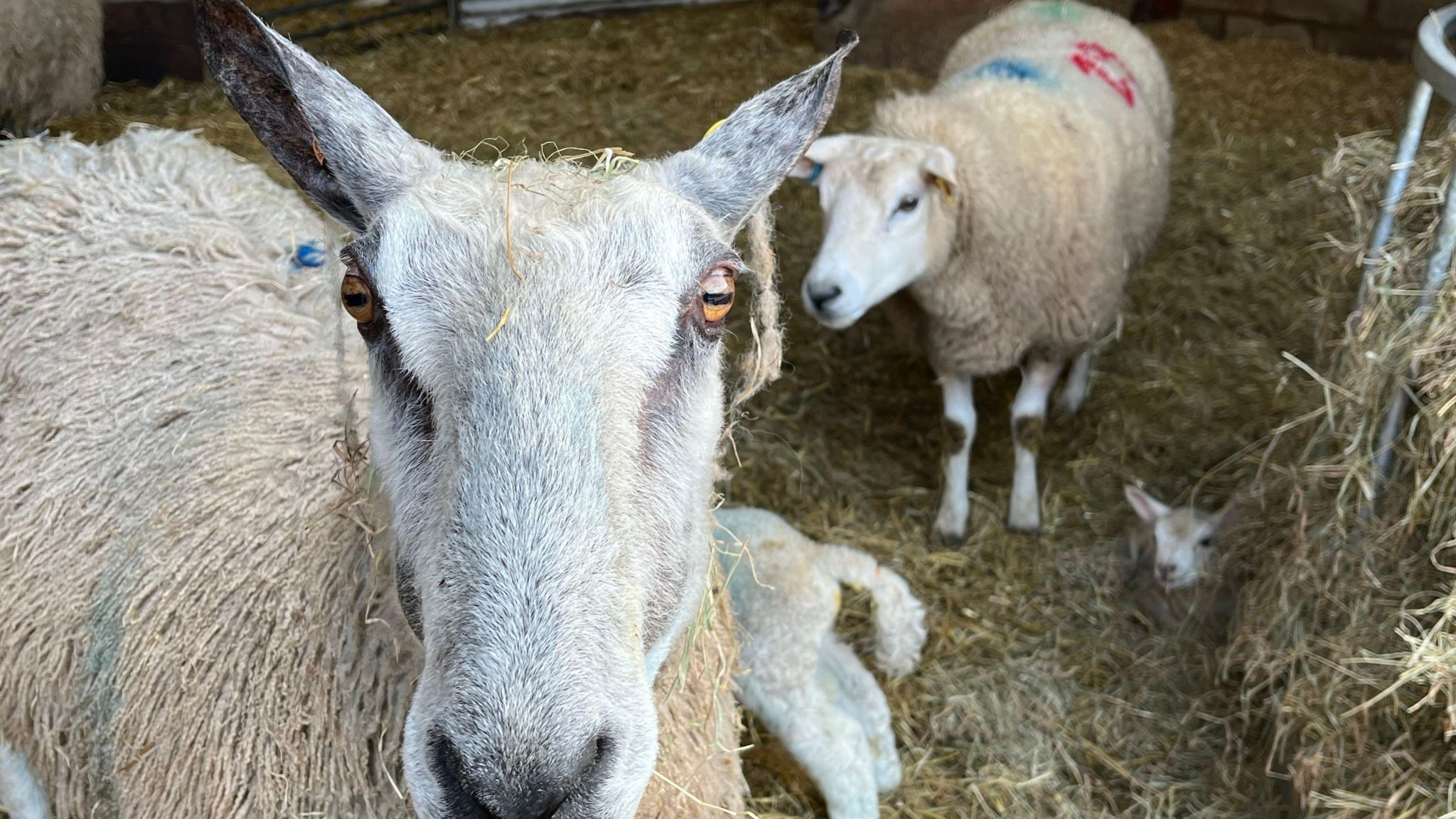 Shropshire farmers concerned after sheep shot dead in field - BBC News