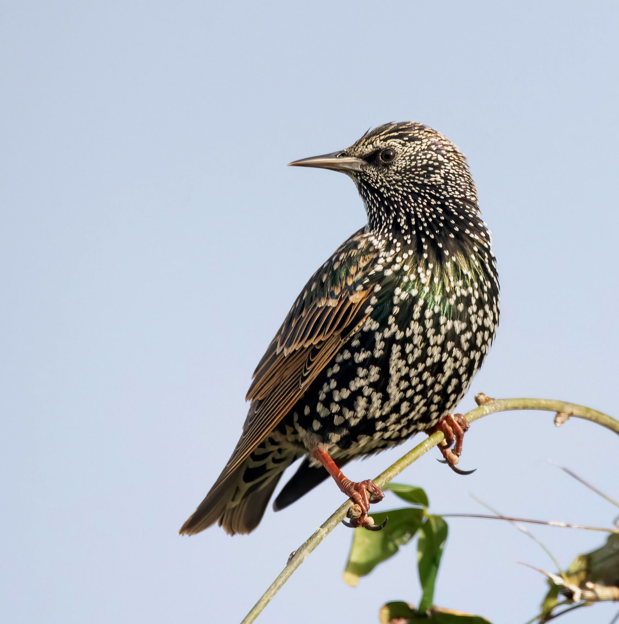 Oriel: Bywyd gwyllt Cwm Elan - BBC Cymru Fyw