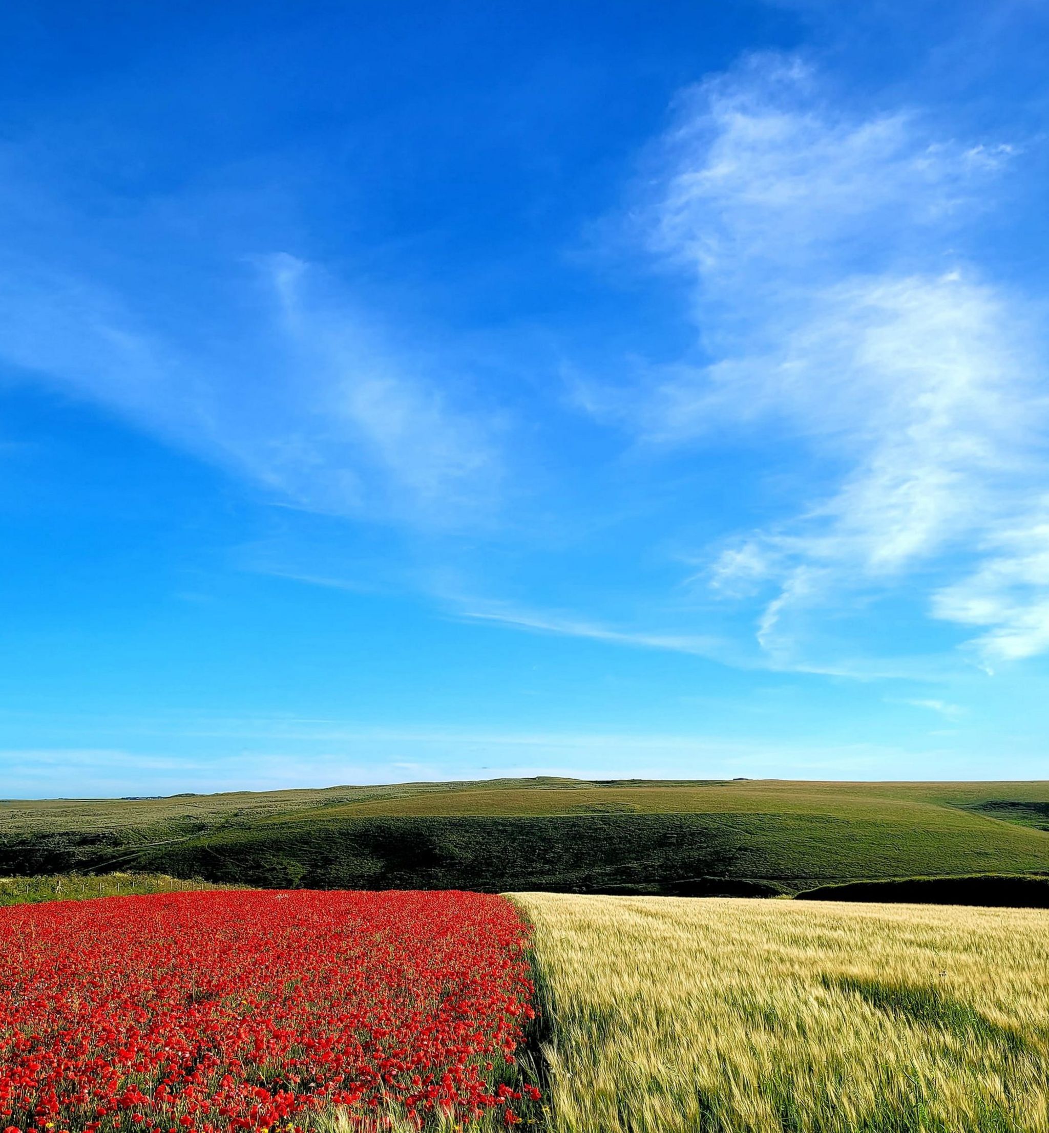 Crantock poppy field in Cornwall is attracting visitors - BBC News