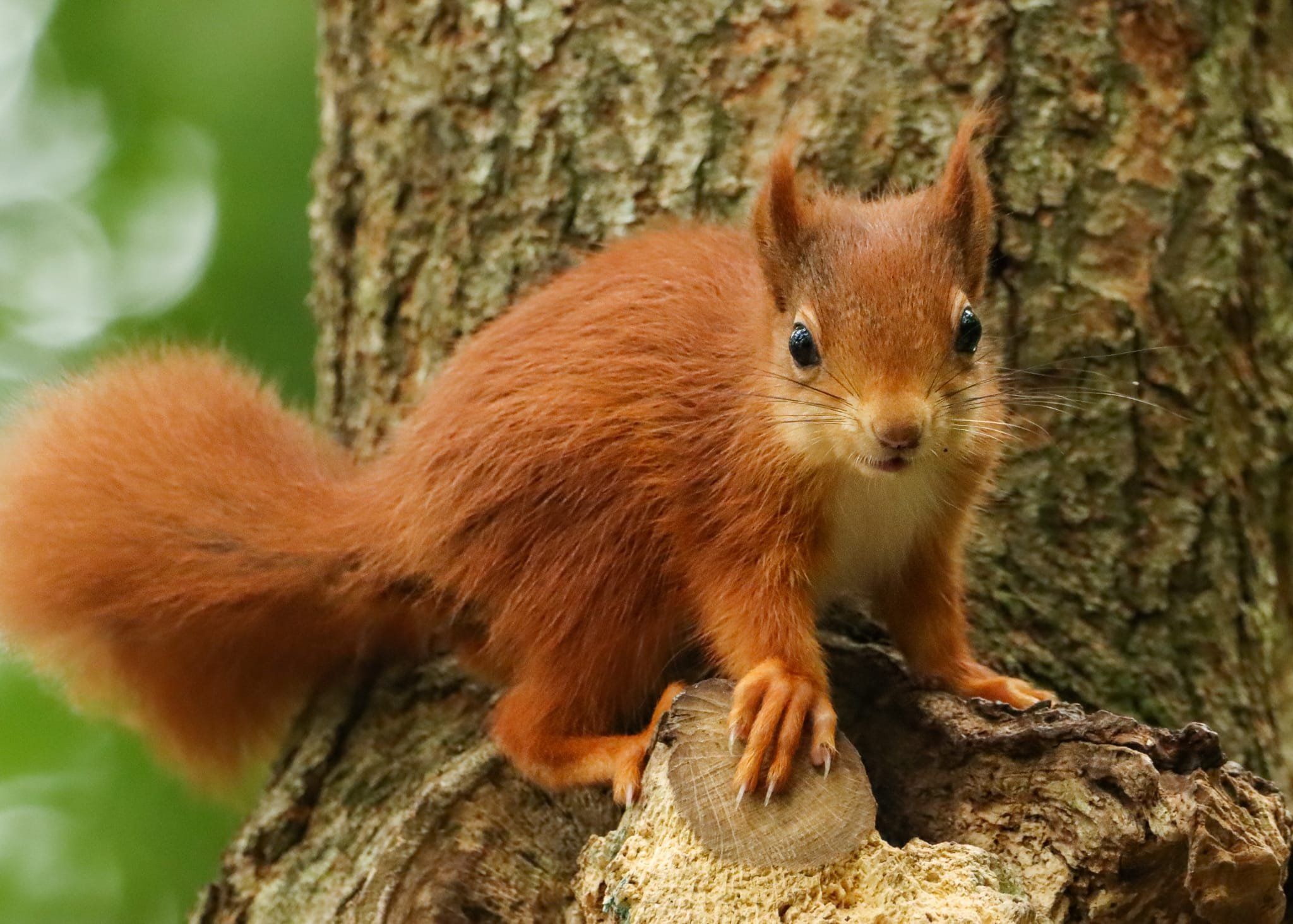 Lluniau: Gwiwerod coch Ynys Môn - BBC Cymru Fyw