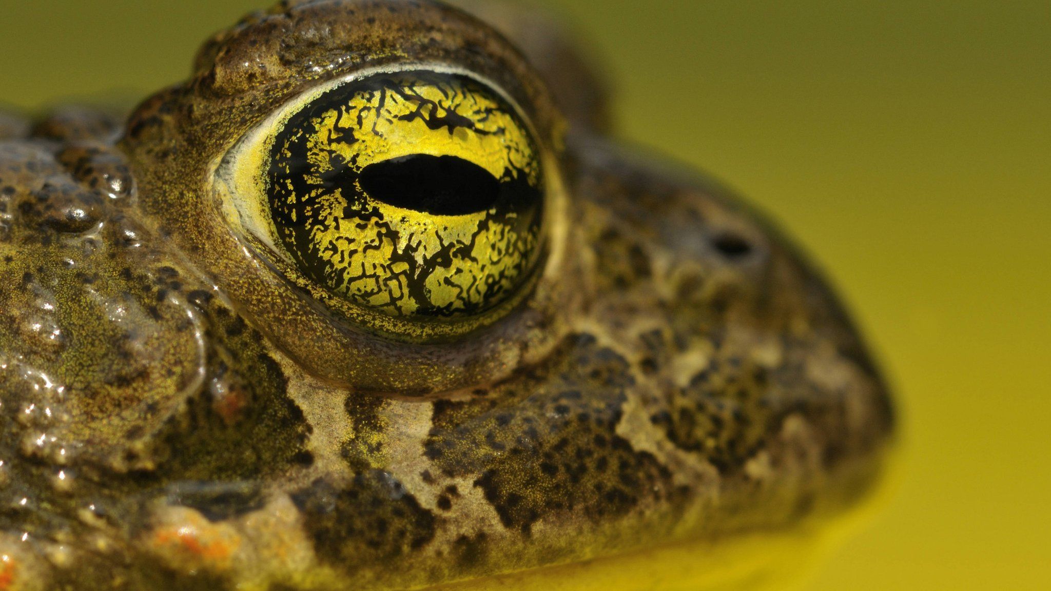 RSPB hails natterjack toad 'baby boom' at Lodge reserve - BBC News