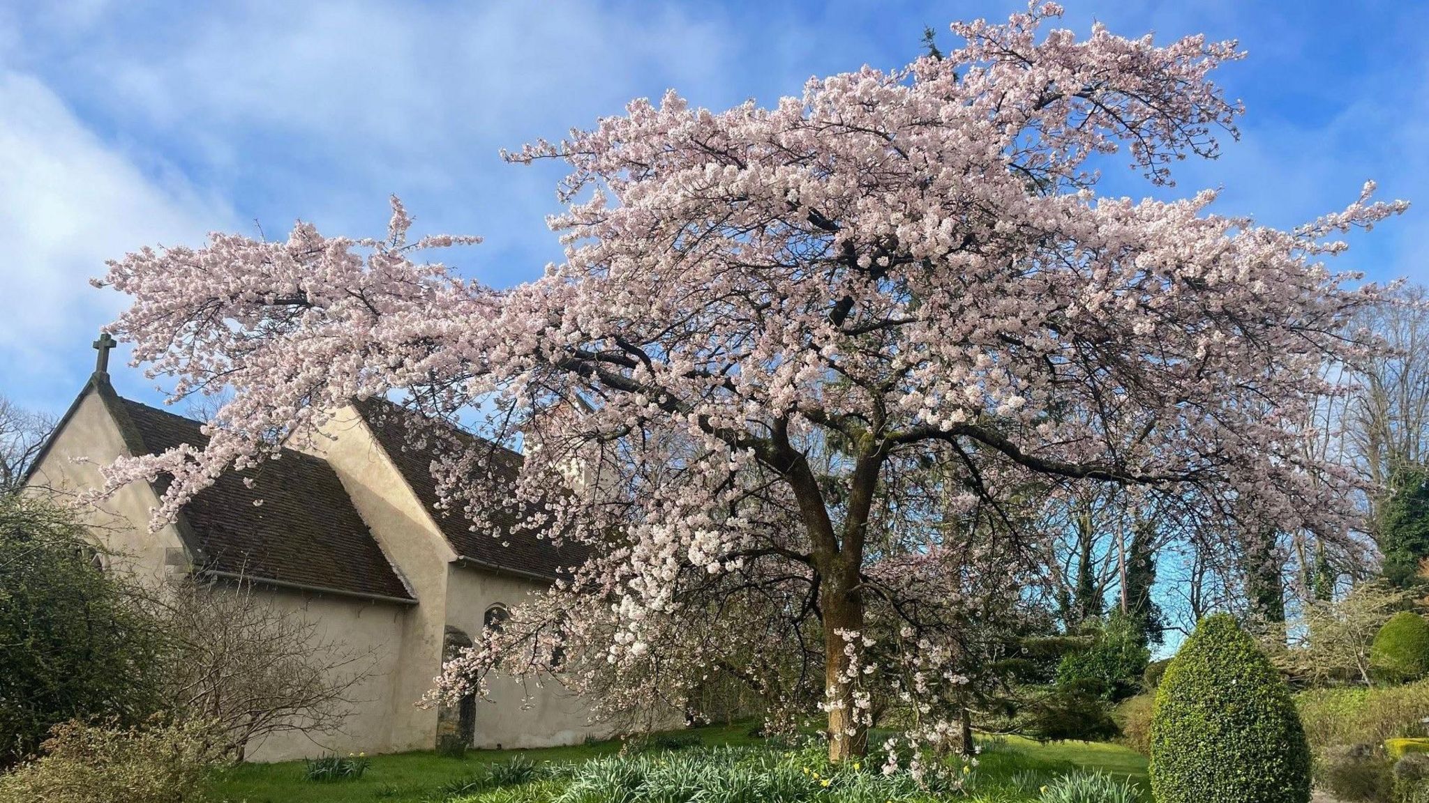 Cherry blossom tree in bloom at Benthall Hall in Shropshire - BBC News