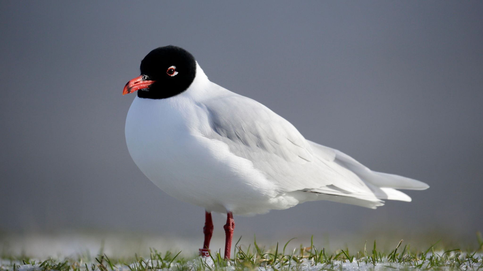 UK bird wildlife: First Mediterranean gull chick born at nature reserve ...