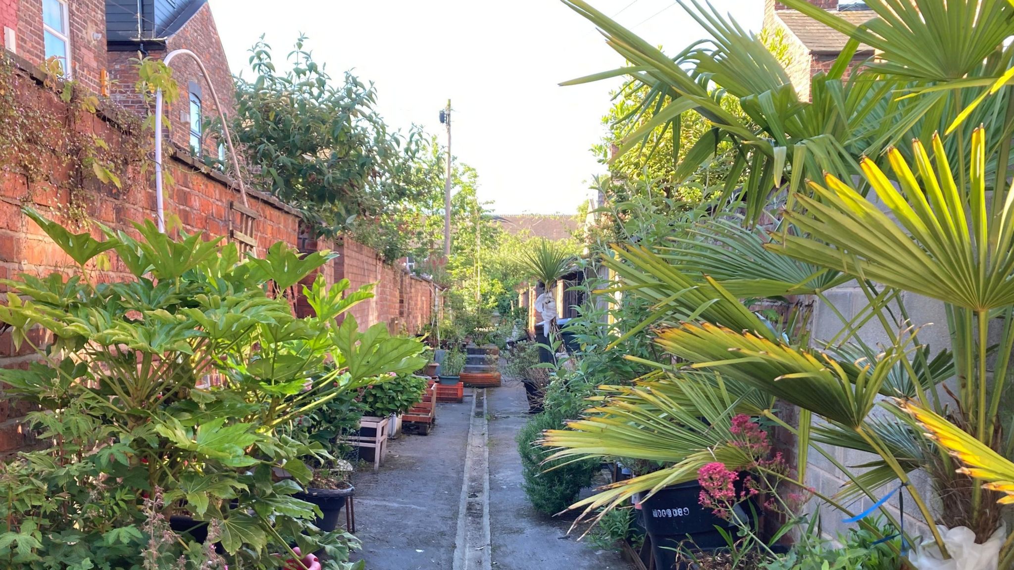 'Other side of Moss Side' revealed on alleys walking trail - BBC News