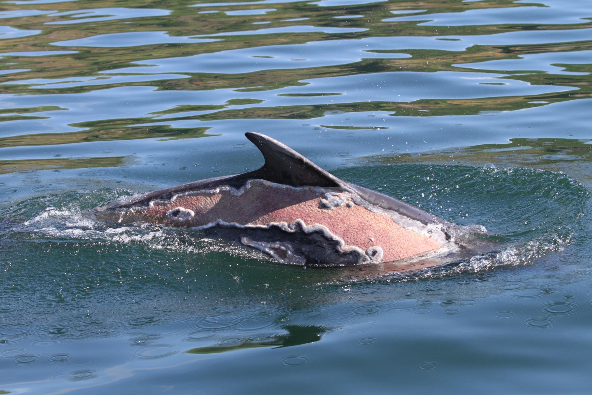 Photographs show healing of sunburned dolphin Spirtle - BBC News