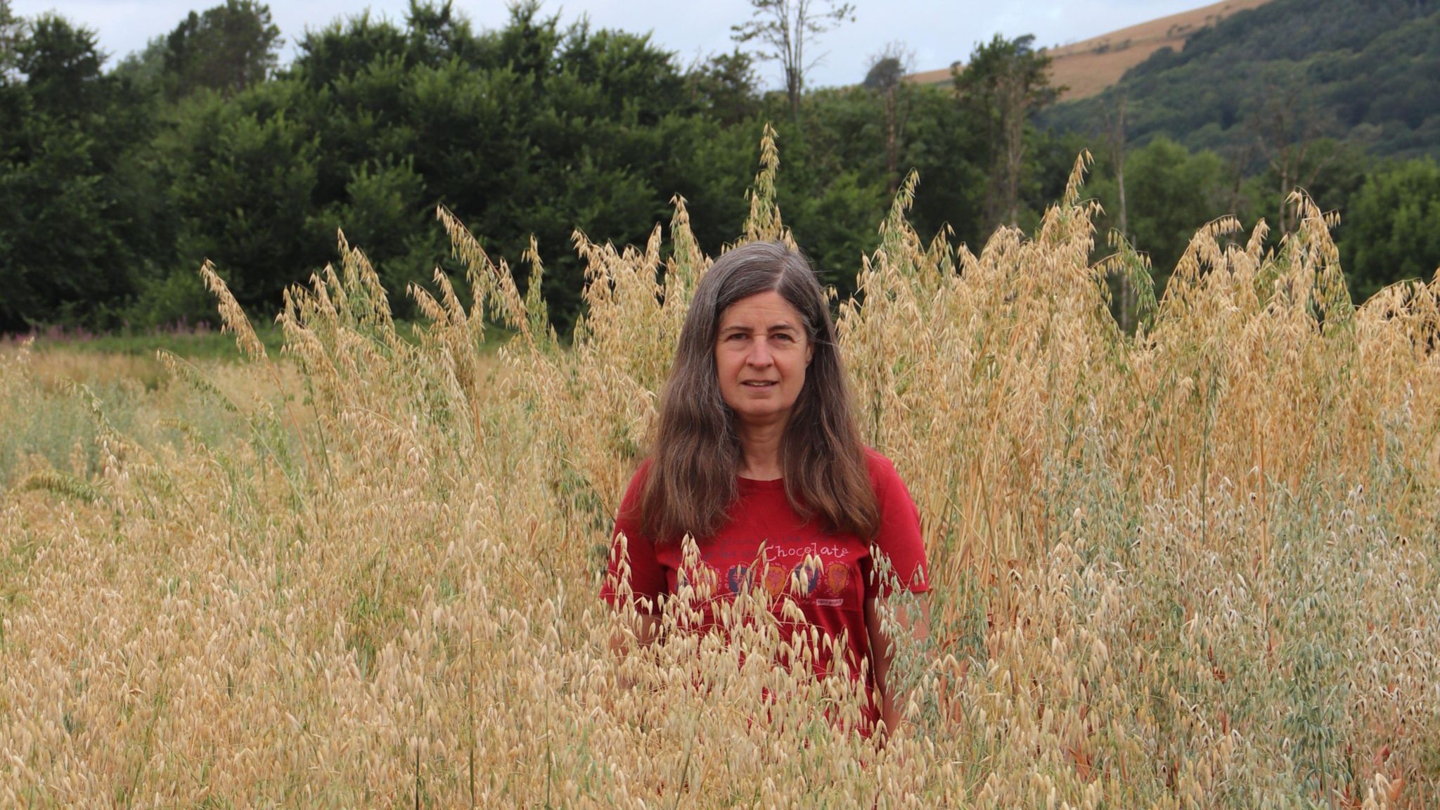 Prifysgol Aberystwyth yn creu bara gwyn iachach - BBC Cymru Fyw