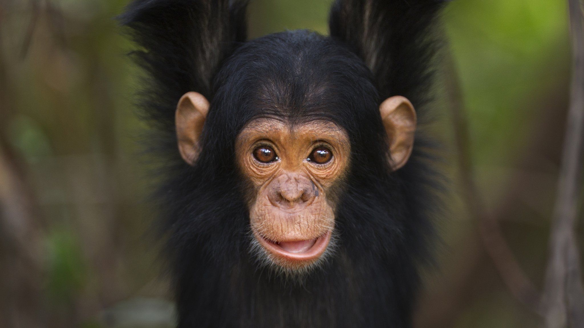 Chimps and bonobos use same gestures as humans to communicate - BBC ...