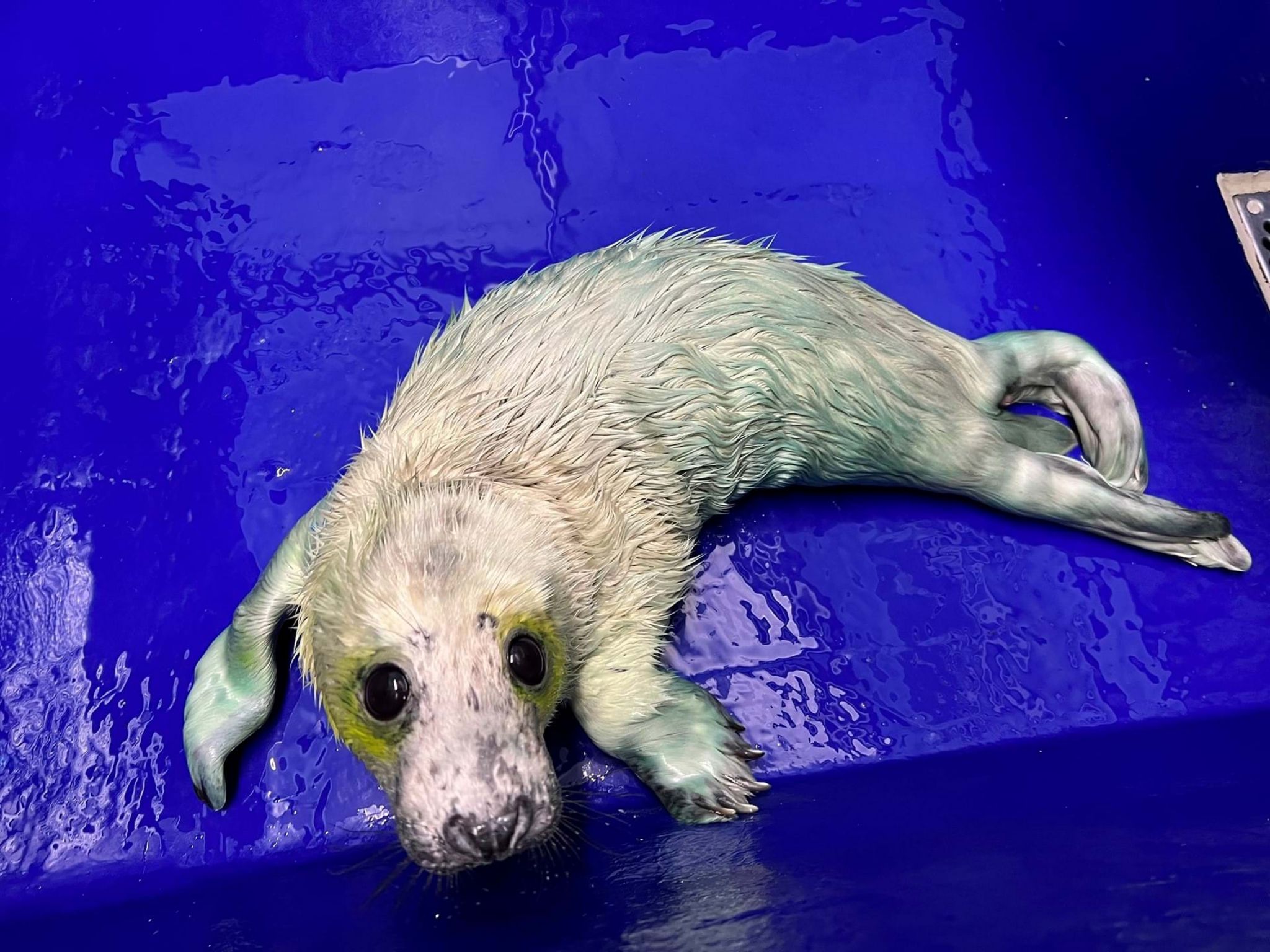 Cornish Seal Sanctuary rescue season starts early - BBC News