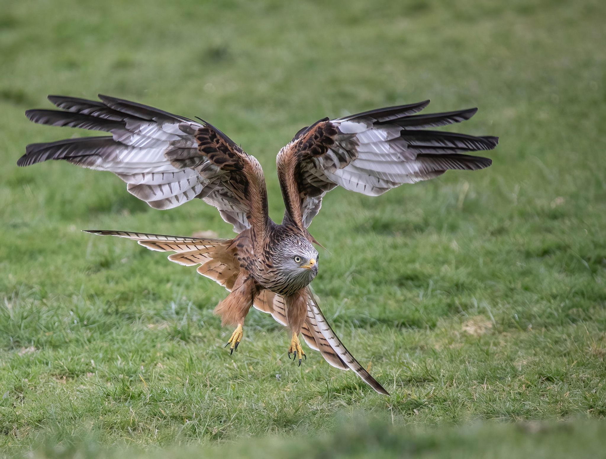 Oriel: Bywyd gwyllt Cwm Elan - BBC Cymru Fyw