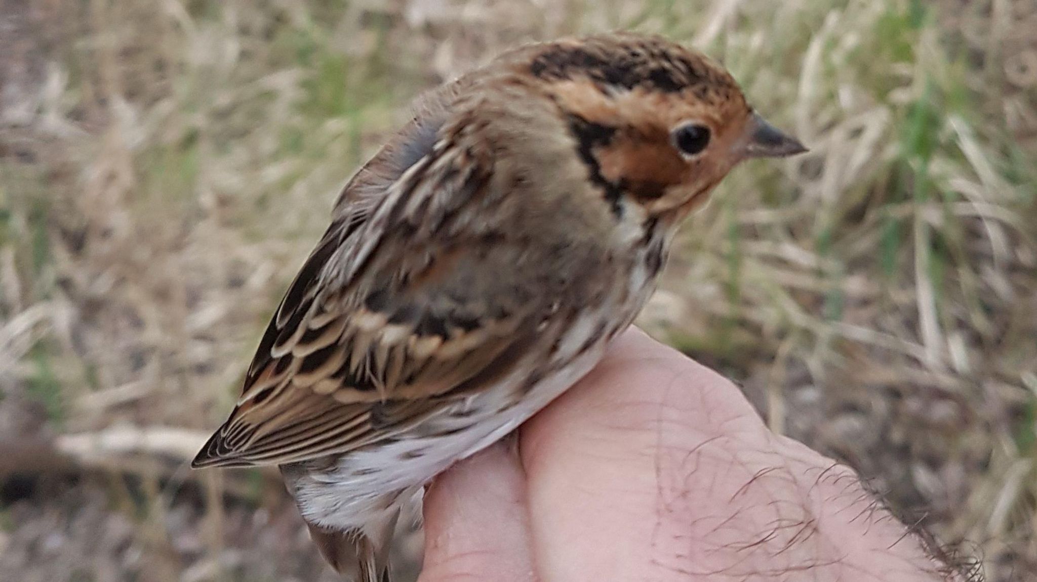 Hertfordshire rare sighting of little bunting 'very special' - BBC News