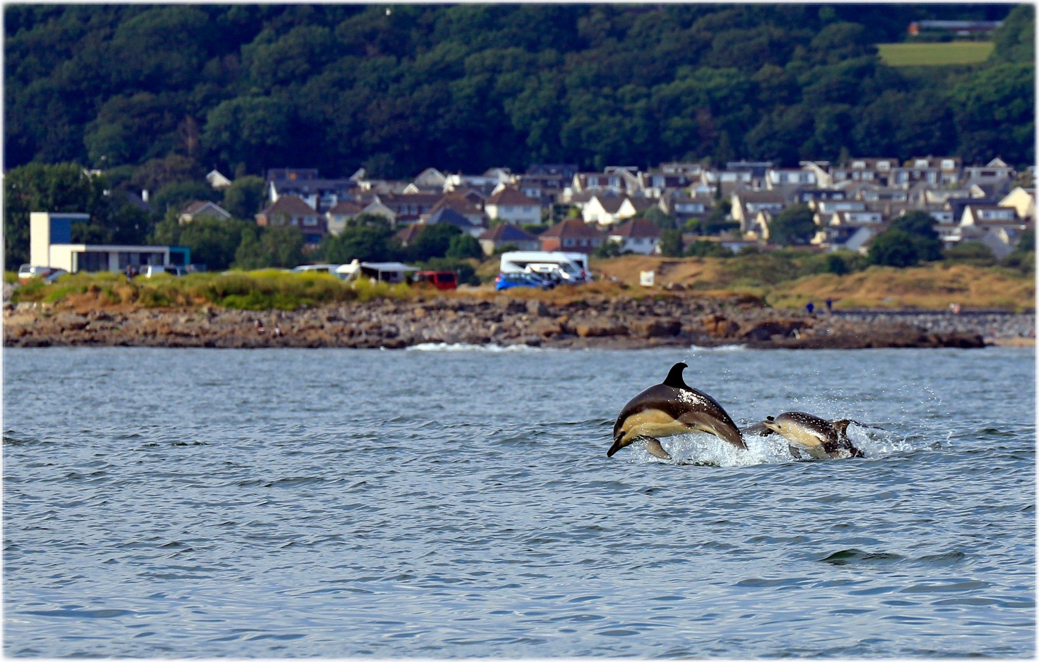 Porthcawl: Dolphins spotted off Welsh Coast - BBC News