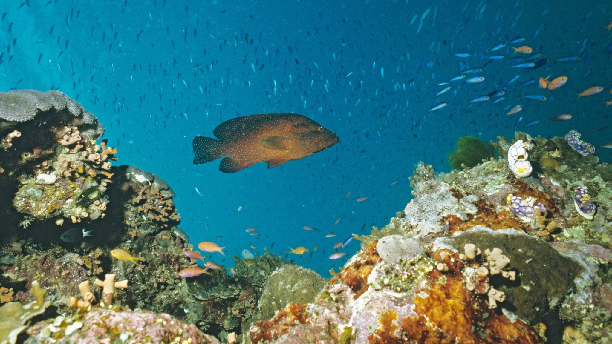 Coral Bleaching: What is it, how does it happen and how bad is it ...
