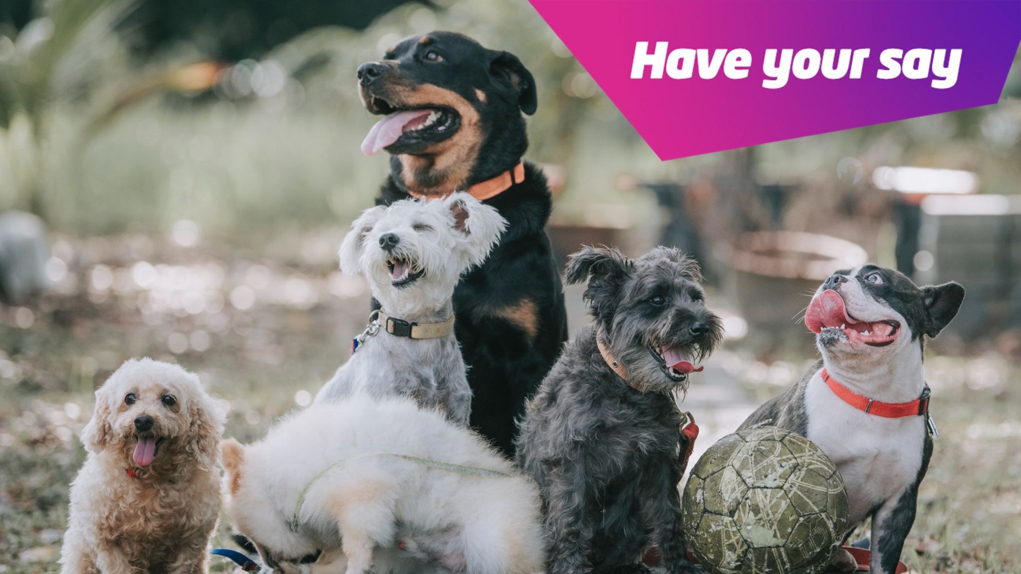 Westminster Dog Show 2024: Pampered pups takes centre stage - BBC Newsround
