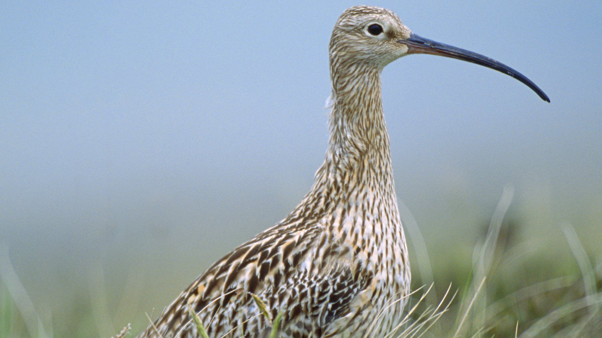 Singer David Gray joins charity walk for curlew birds - BBC News