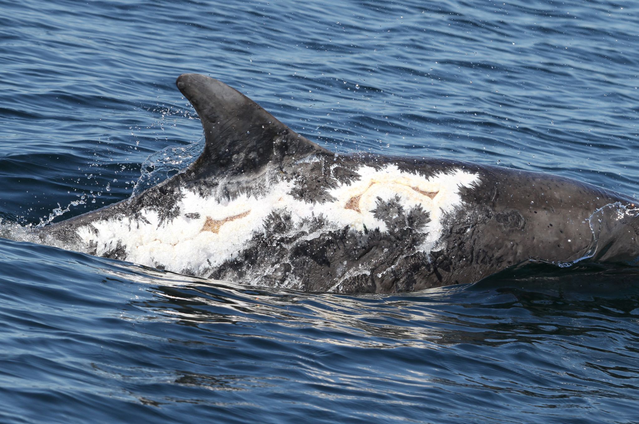 Photographs show healing of sunburned dolphin Spirtle - BBC News