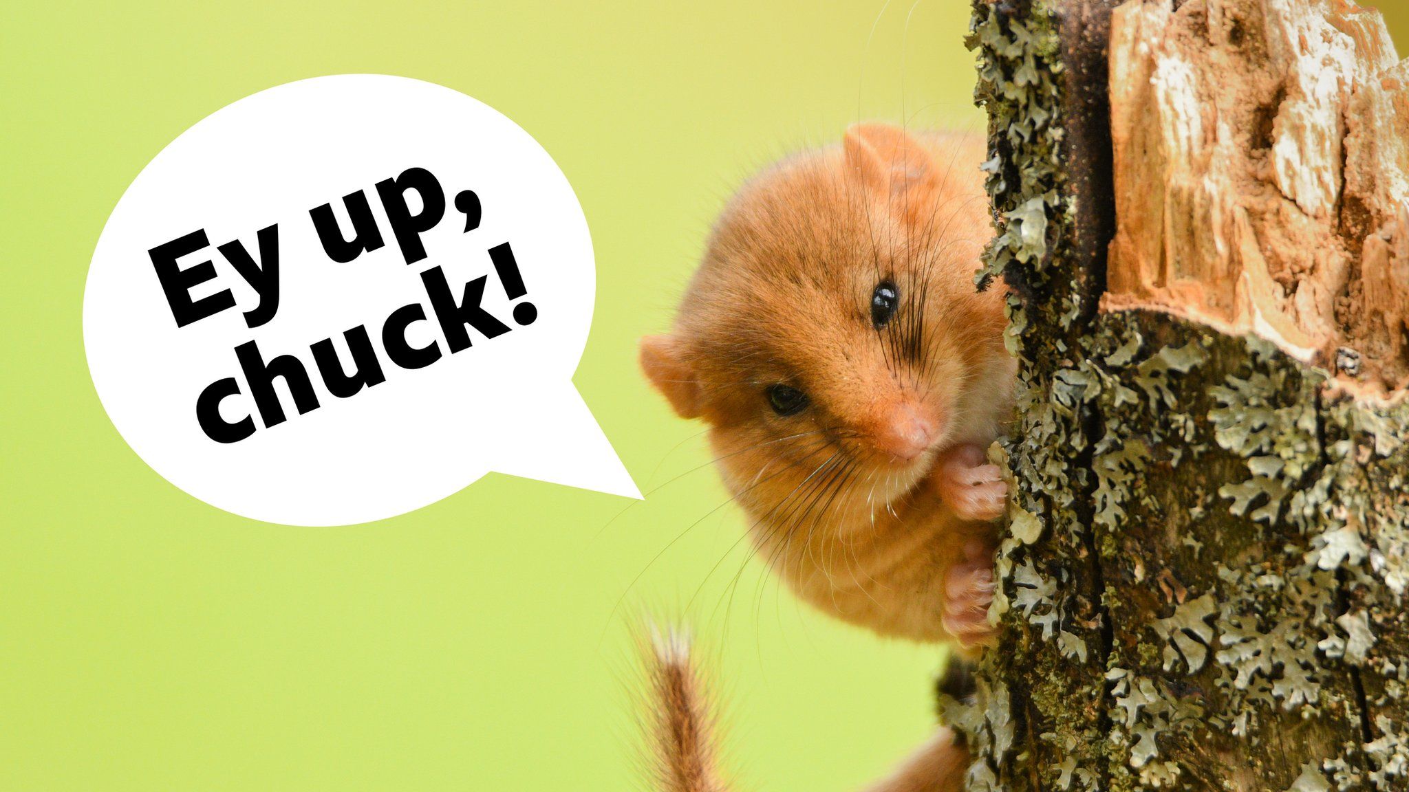 Forest of Dean: Mini rope bridges built to help hazel dormice - BBC ...