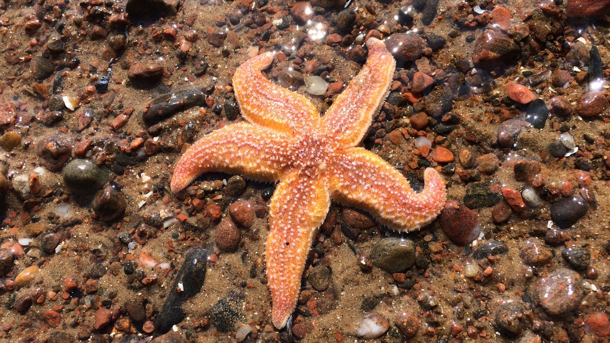 Pembrokeshire: Stranded starfish on Welsh beaches - BBC News