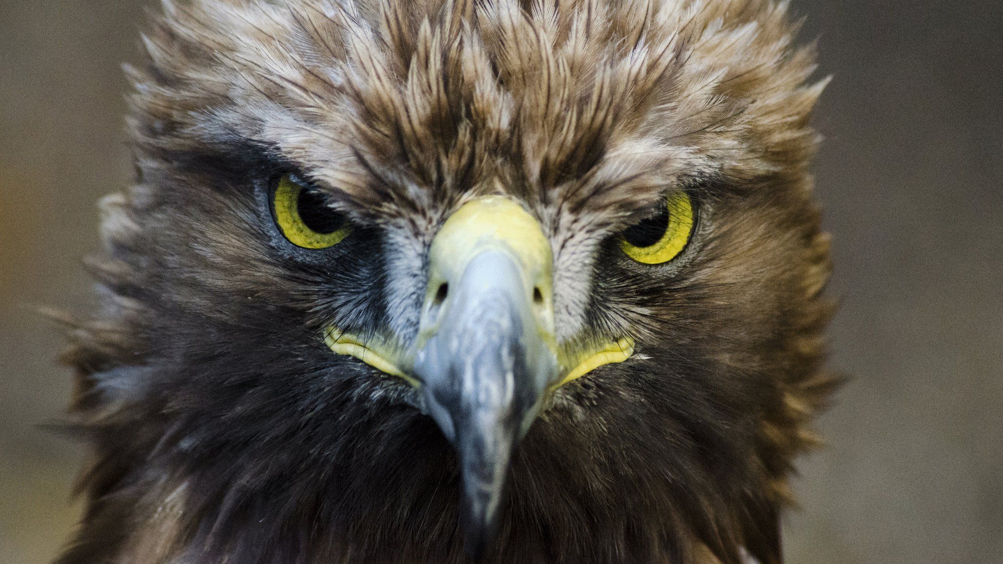 Hundreds of raptors illegally killed since 1994, says RSPB - BBC News