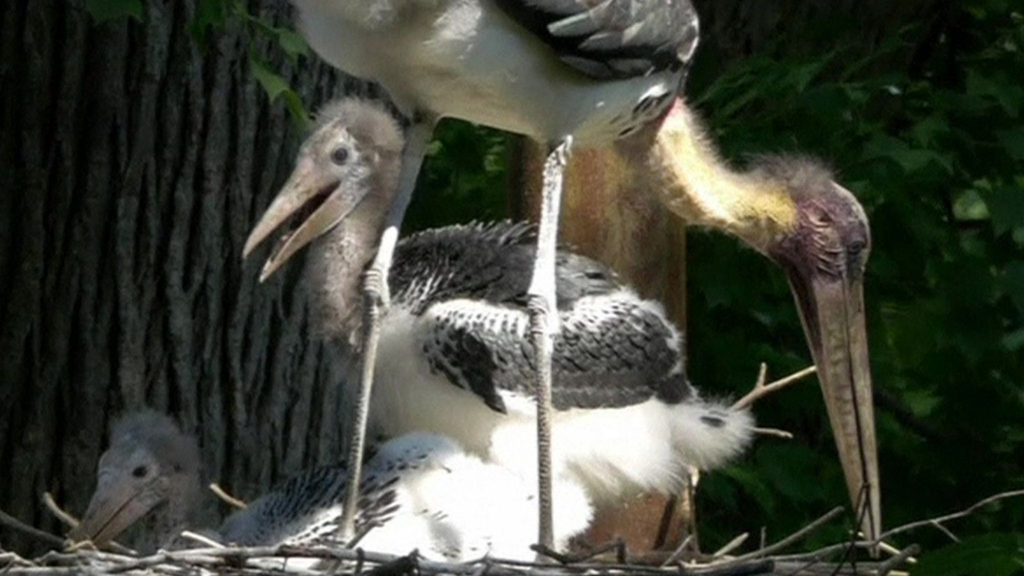 Rare stork chicks born in UK for first time in 600 years - BBC Newsround