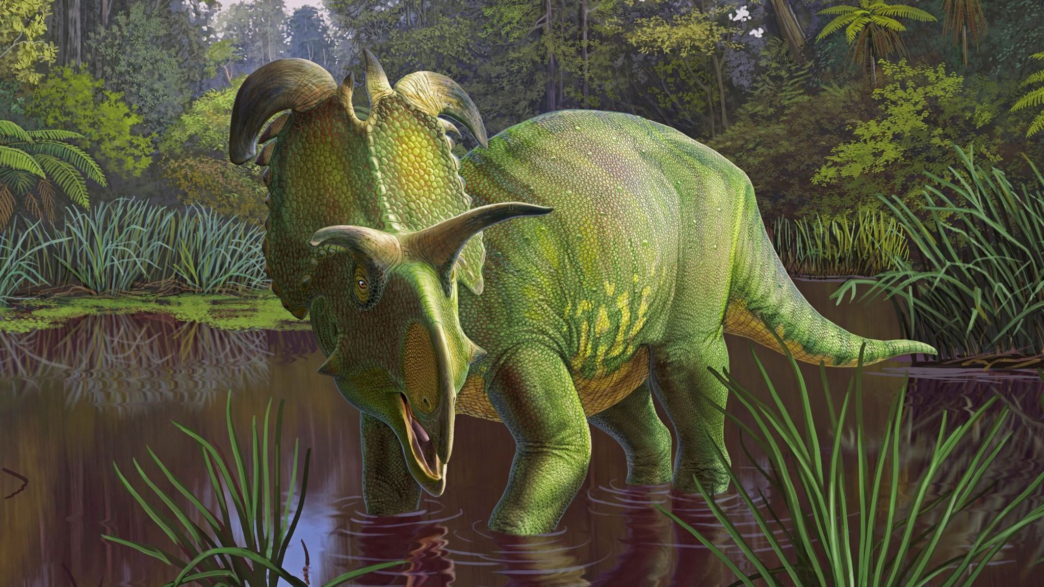 Lokiceratops: New dinosaur with fancy horns discovered - BBC Newsround