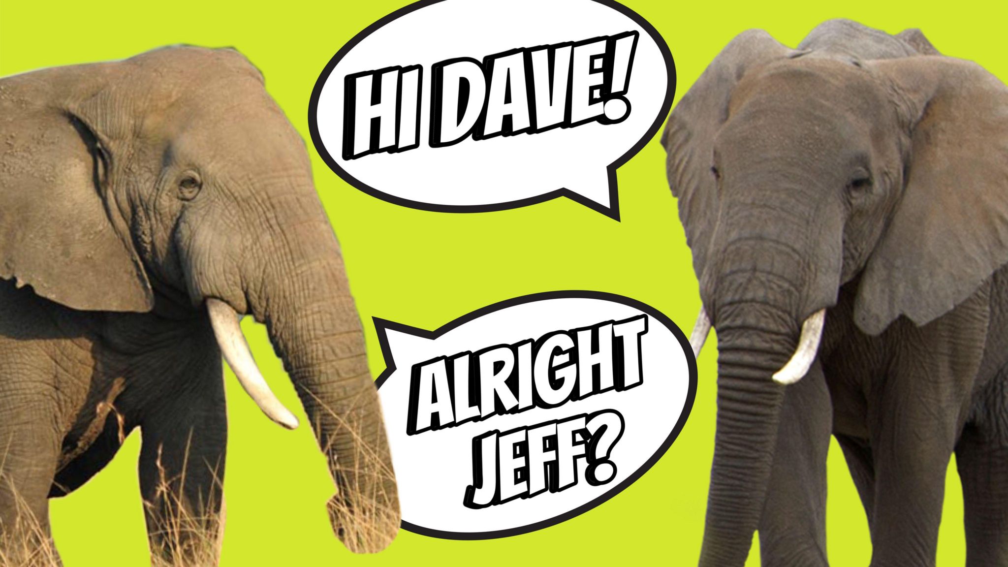 Elephants have names for each other, just like humans - BBC Newsround