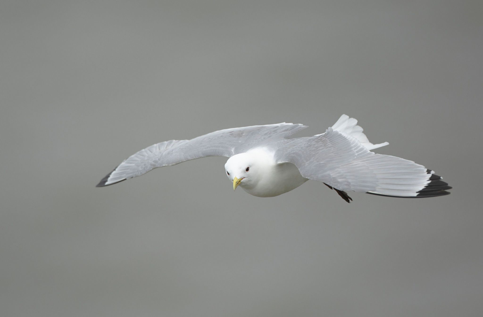 UK sandeel fishing ban 'poses a threat' to seabirds - RSPB - BBC News