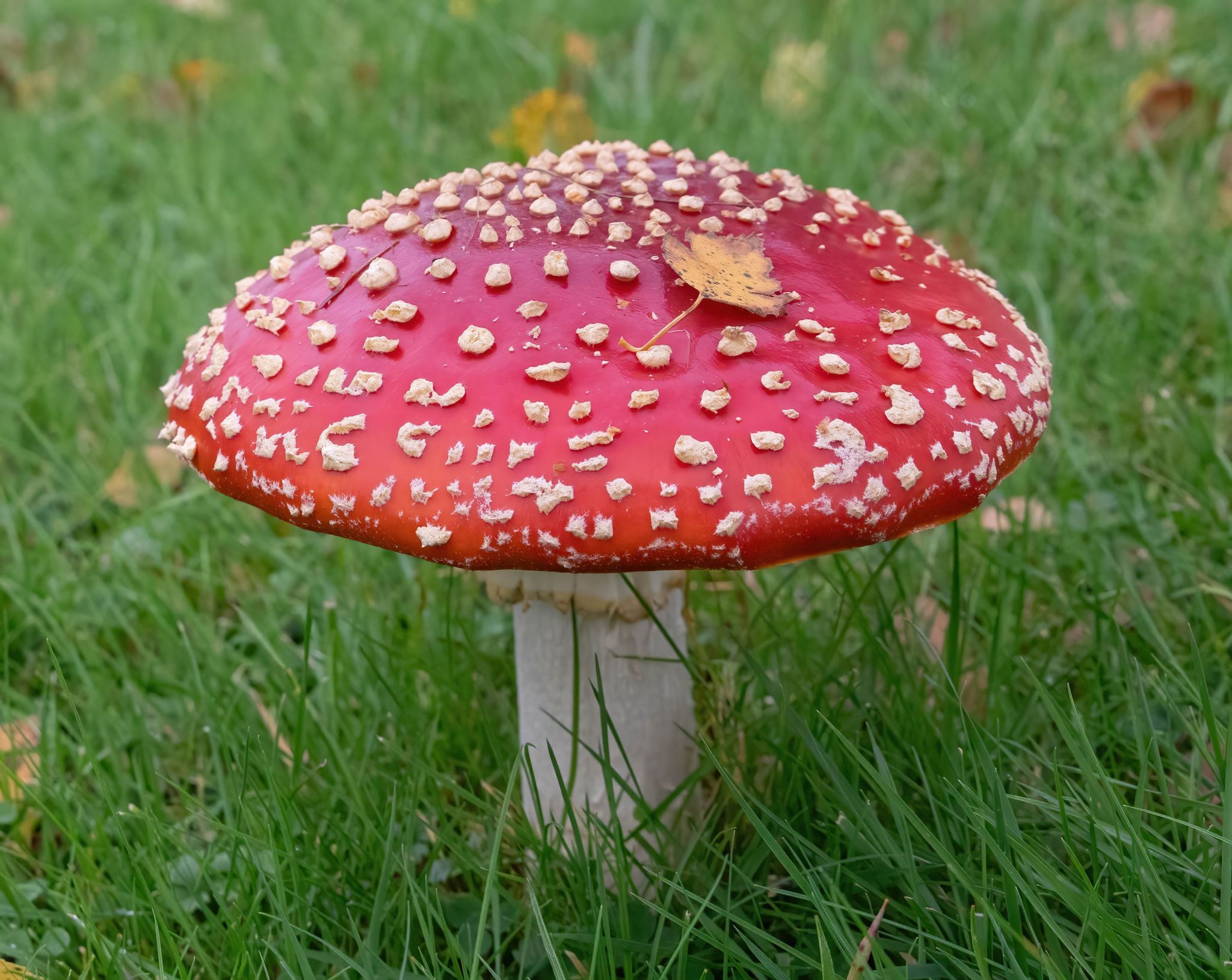 Oriel: Bywyd gwyllt Cwm Elan - BBC Cymru Fyw