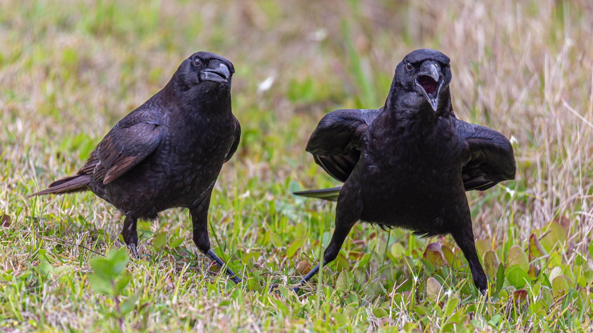 The smart crows that can count numbers 'out loud' - BBC Newsround