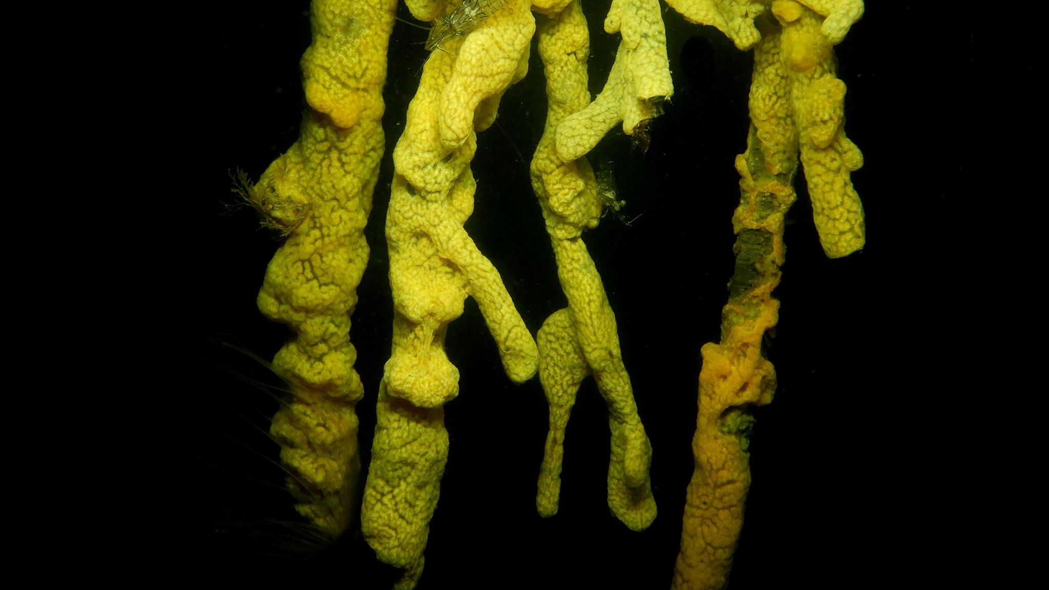 Invasive species 'Sea Vomit' found in Jersey Marina - BBC News