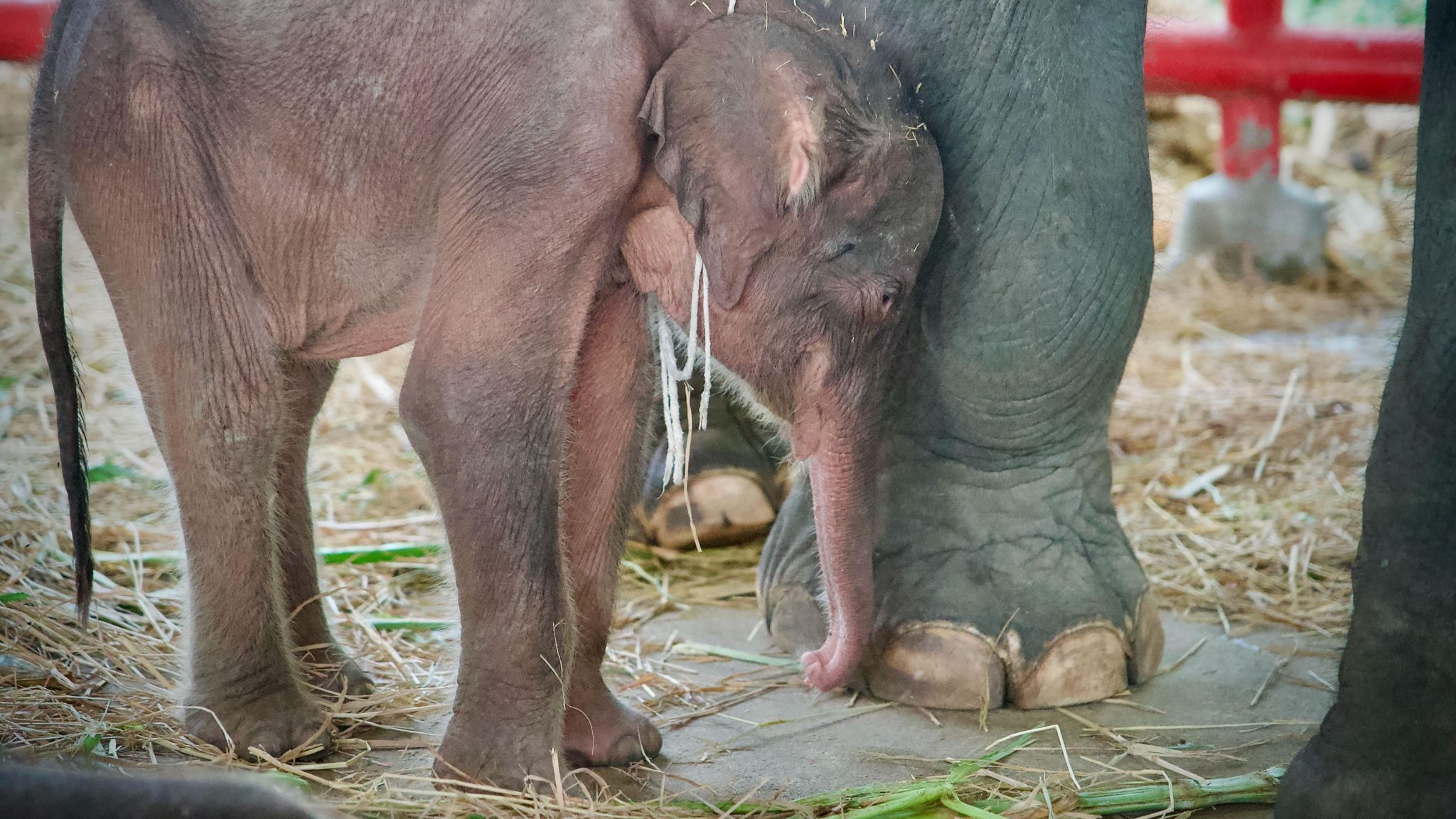 Rare twin elephants born in Thailand 'miracle' - BBC News
