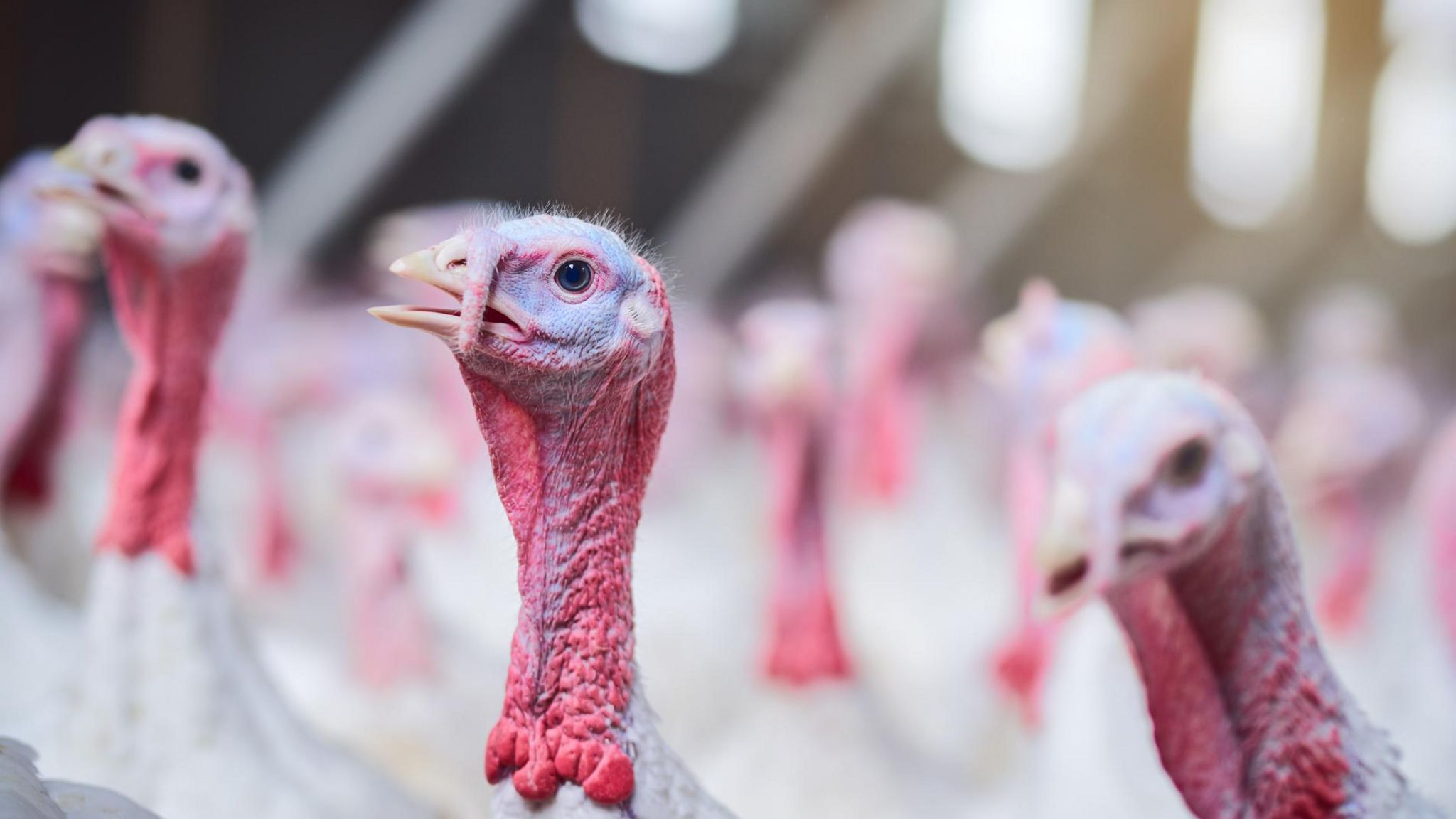 B﻿ird flu confirmed in second County Monaghan turkey flock - BBC News