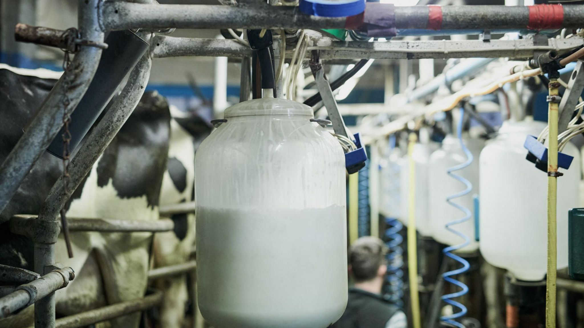 Pryder i ffermydd llaeth gyda diwedd cwmni cludo - BBC Cymru Fyw