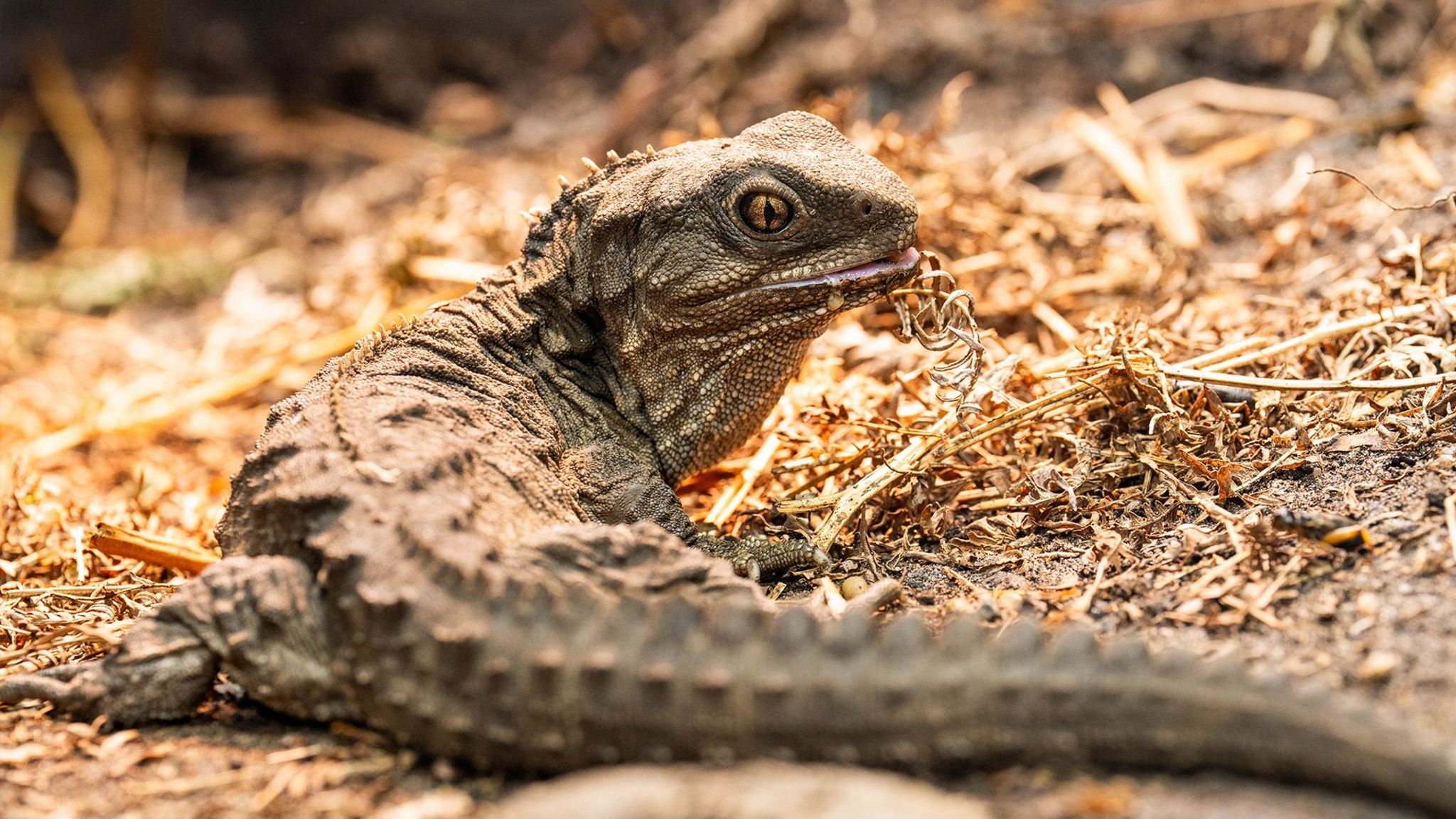 Tuataras: 200-million-year-old 'three-eyed' reptiles get a new home at ...