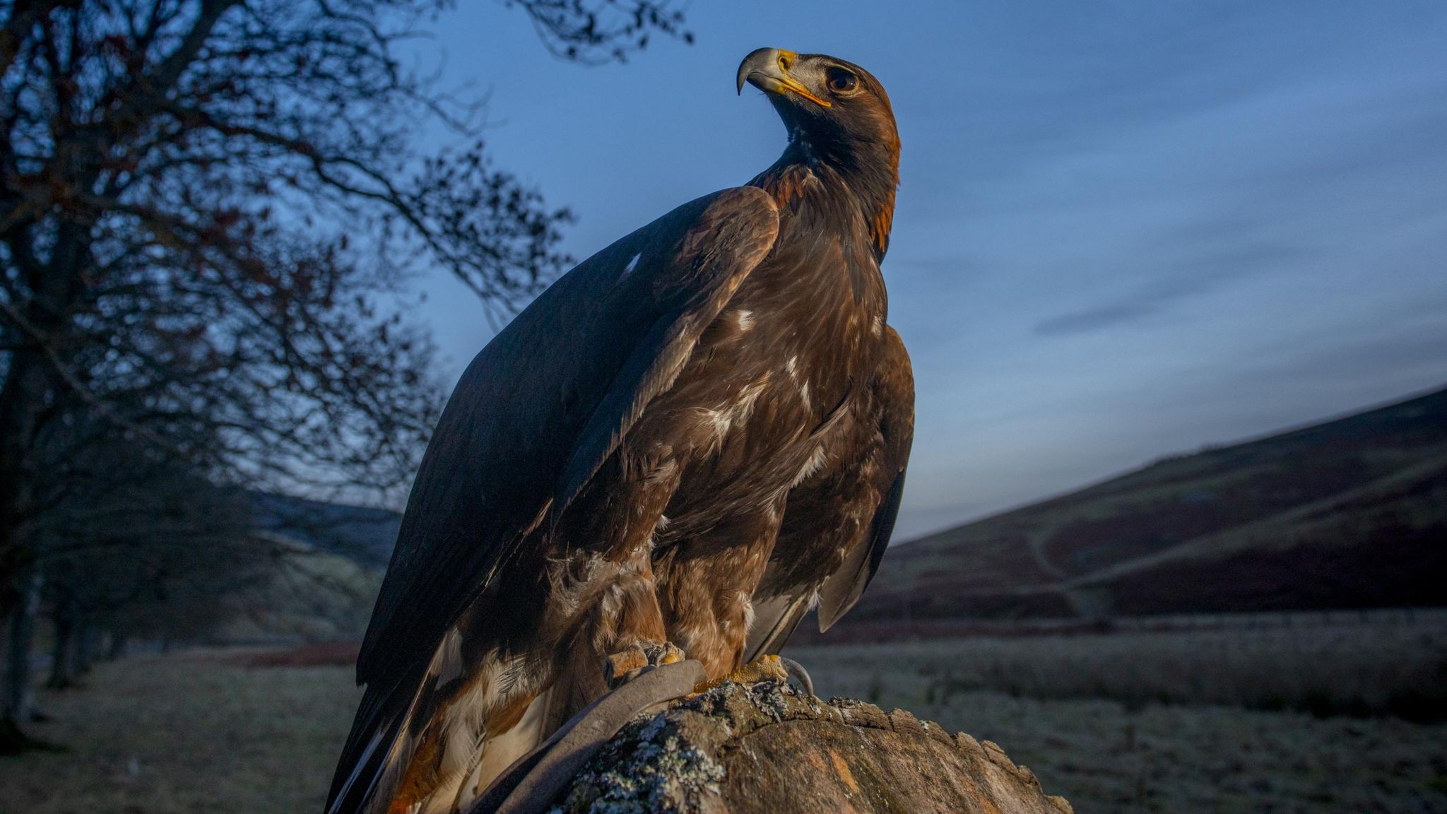 South of Scotland Golden Eagle Project lands ecology award - BBC News