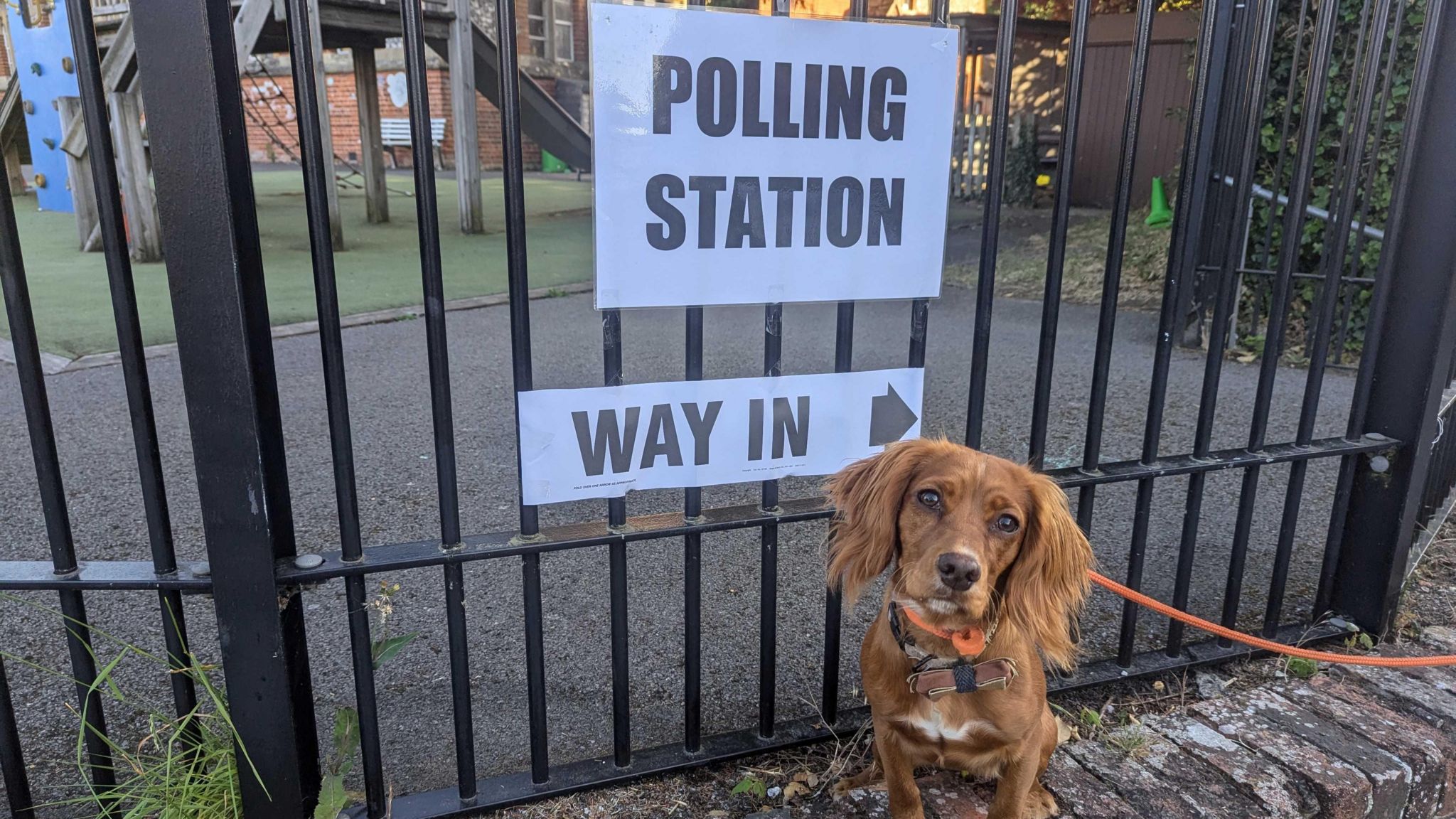 General election 2024: Check out these dogs at polling stations - BBC ...