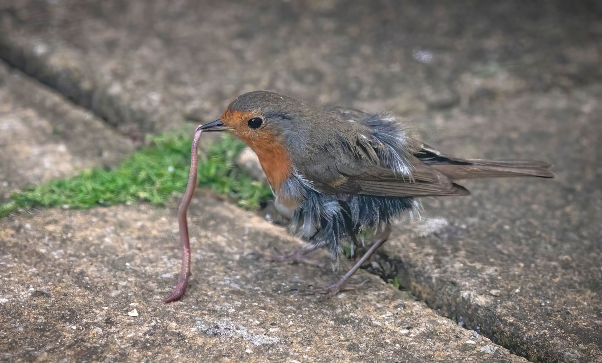 The wildlife of Cwm Elan - BBC Cymru Fyw