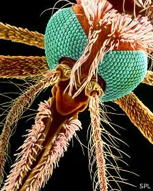 Cómo nos manipulan los parásitos - BBC News Mundo