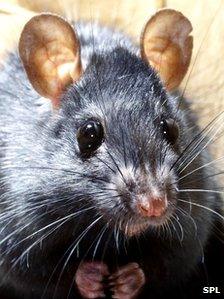 Alien rats take on prey's role - BBC News