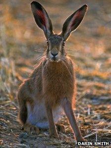 Wildlife trusts' appeal to count brown hares in Wales - BBC News