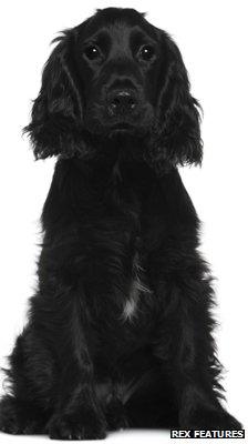 Duchess of Cambridge reveals name of royal puppy - BBC Newsround