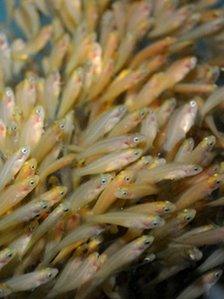 Western Isles salmon farm in wrasse 'first' - BBC News