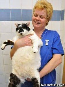 PDSA charity says pets at risk from 'obesity time bomb' - BBC News