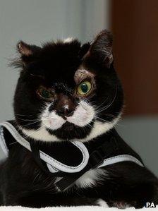 Croydon sofa fire survivor 'little hero Robbie' wins award - BBC News