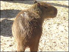 Chigüire, una delicatessen venezolana - BBC News Mundo