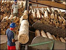 Pembalakan liar di Indonesia turun 75% - BBC News Indonesia