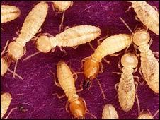 La termita, la verdadera reina de África - BBC News Mundo