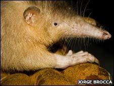 Solenodon hunt: Close encounter with a bizarre beast - BBC News