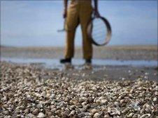 'Urgent ' move to save Gower cockle beds - BBC News