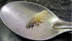 Ocho animales que quizás no sabes que son vampiros - BBC News Mundo